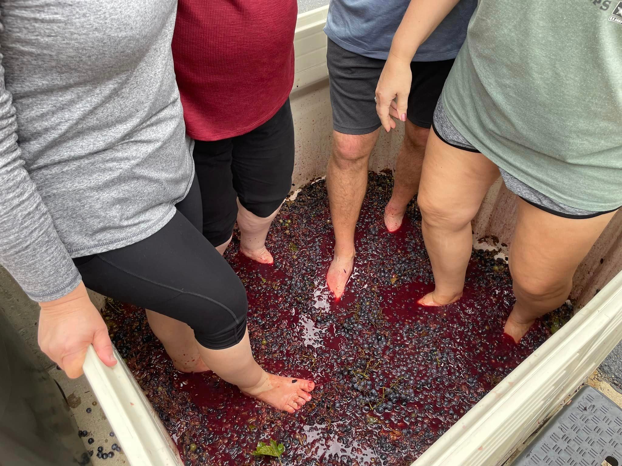 Harvest Party Grape Stomp 10/4 | Sable Creek Winery